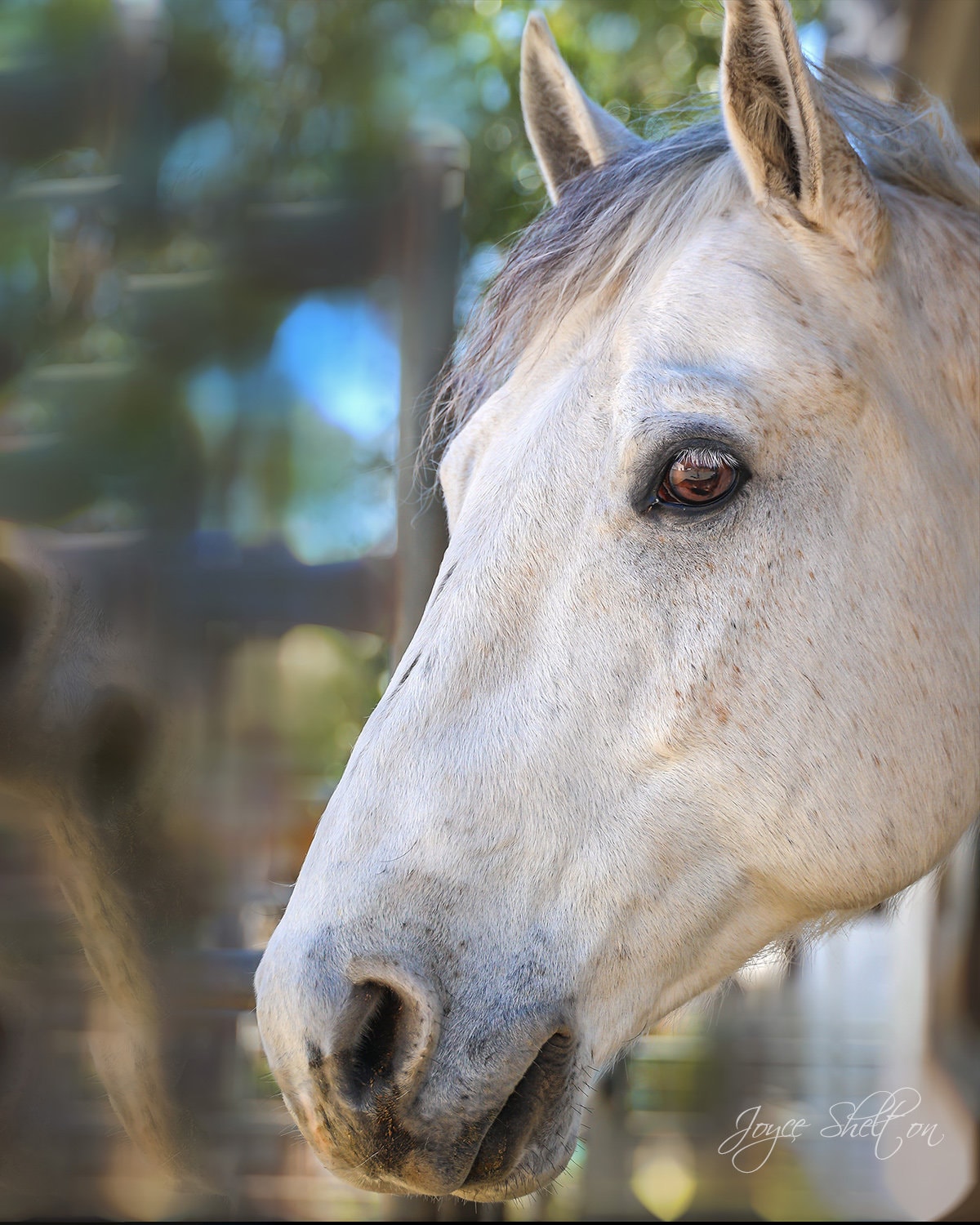 Rambunctious White Quarter Horse With Beautiful Brown Eyes - Etsy