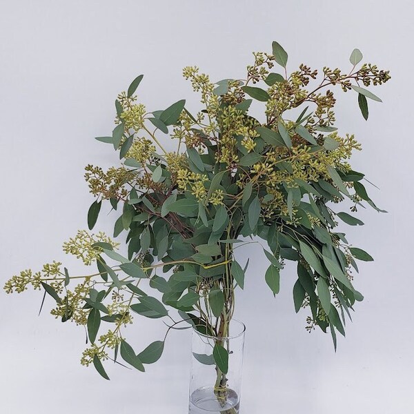Seeded Eucalyptus - Etsy