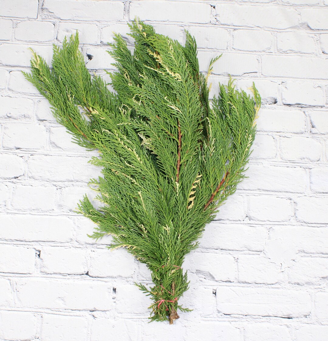 Fresh & Natural Leyland Cedar - Variegated - Etsy
