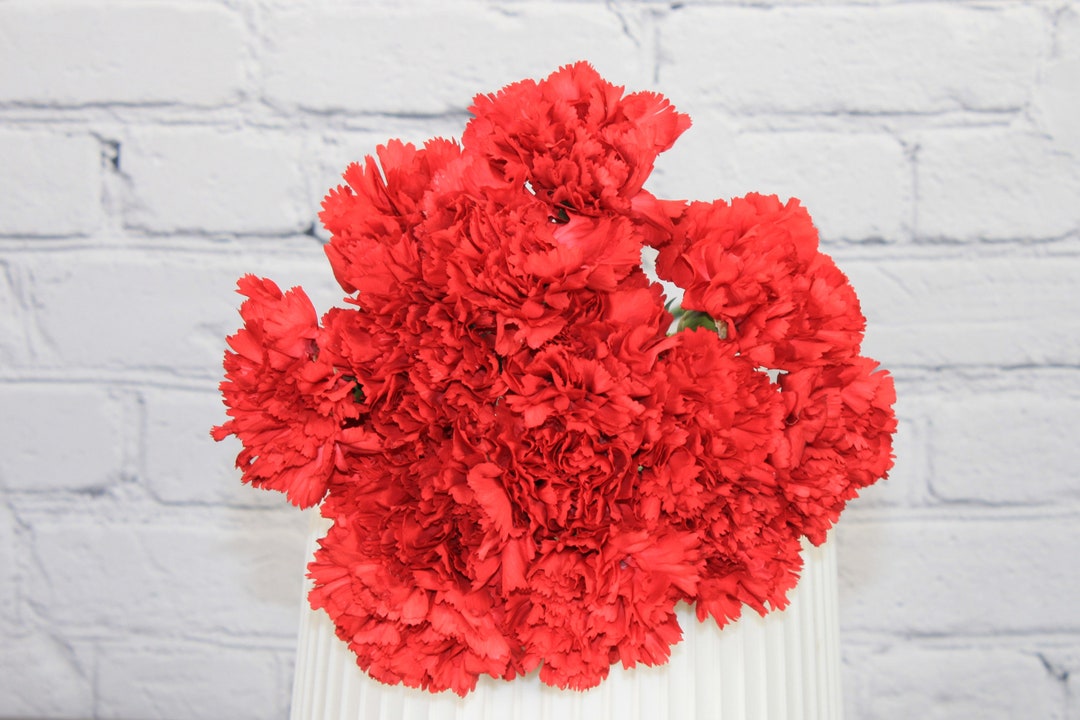 1 Bunch 25 Stems Fresh & Natural Carnation Red - Etsy