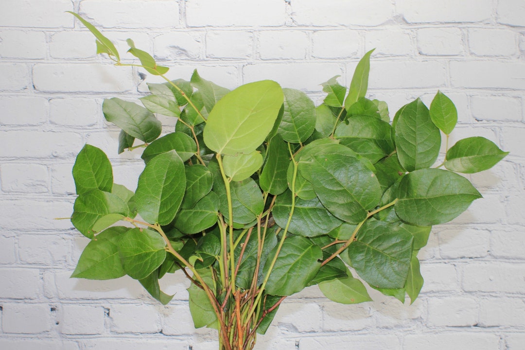 25 Bunches 500 Stems Fresh & Natural Salal Tips - Etsy