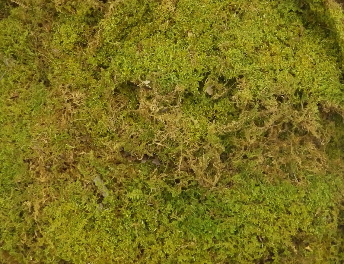 Fresh & Natural Sheet Moss - Etsy