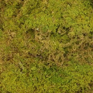 Fresh & Natural Sheet Moss - Etsy