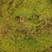 Fresh & Natural Sheet Moss - Etsy
