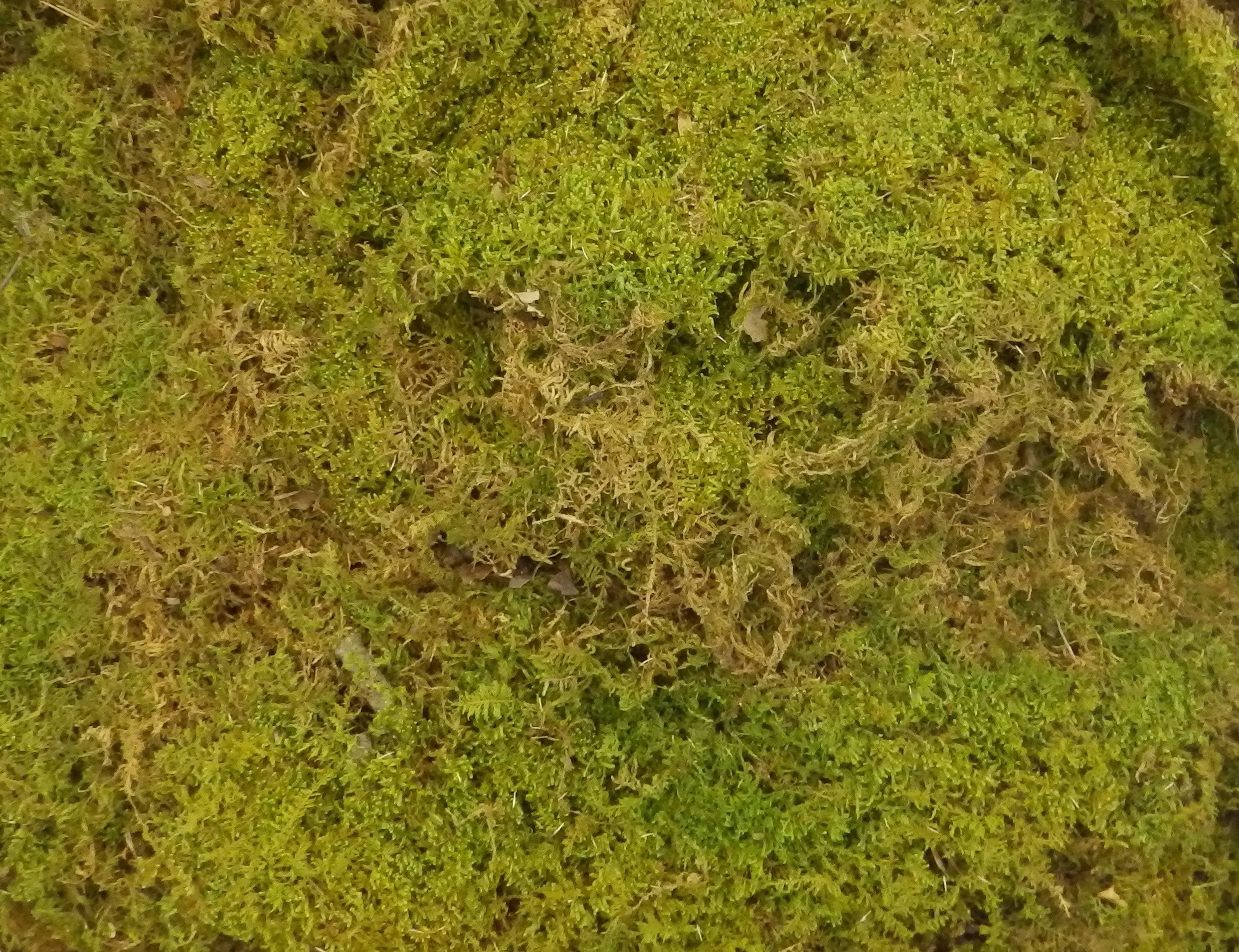 Fresh & Natural Sheet Moss - Etsy