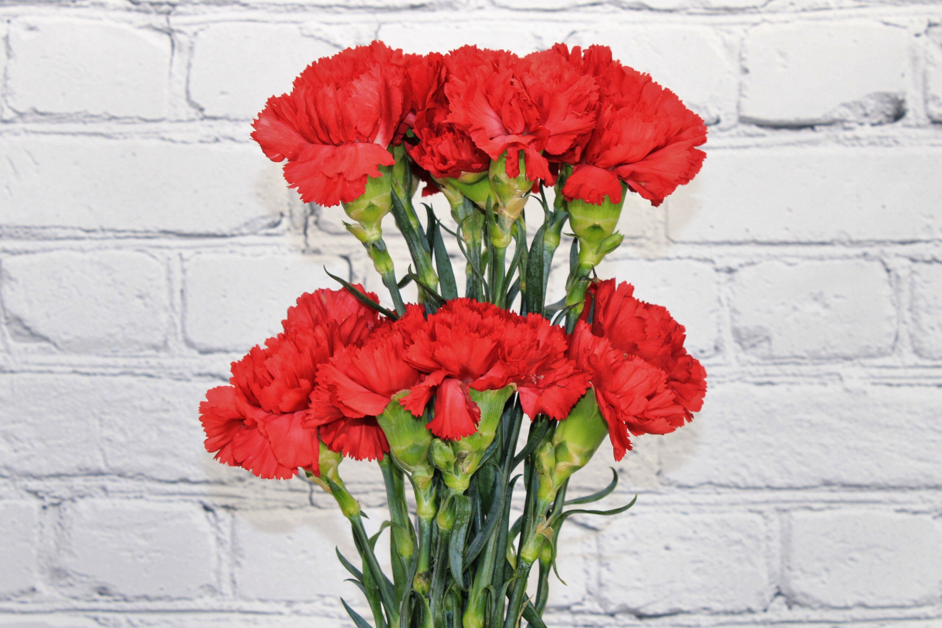 1 Bunch 25 Stems Fresh & Natural Carnation Red - Etsy