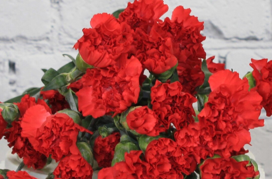 Fresh & Natural Mini Carnations | Red - Etsy