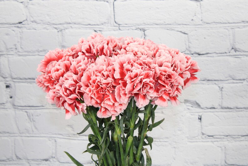 1 Bunch 25 Stems Fresh & Natural Carnation Red White Bicolor - Etsy