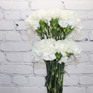 Fresh & Natural Carnation | White - Etsy
