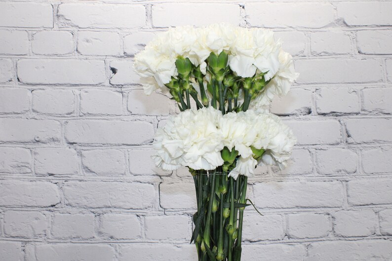 Fresh & Natural Carnation | White - Etsy