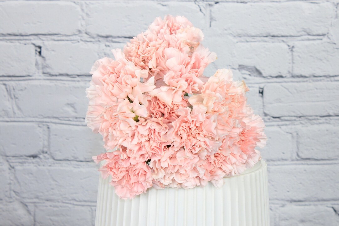 1 Bunch 25 Stems Fresh & Natural Carnation Light Pink - Etsy