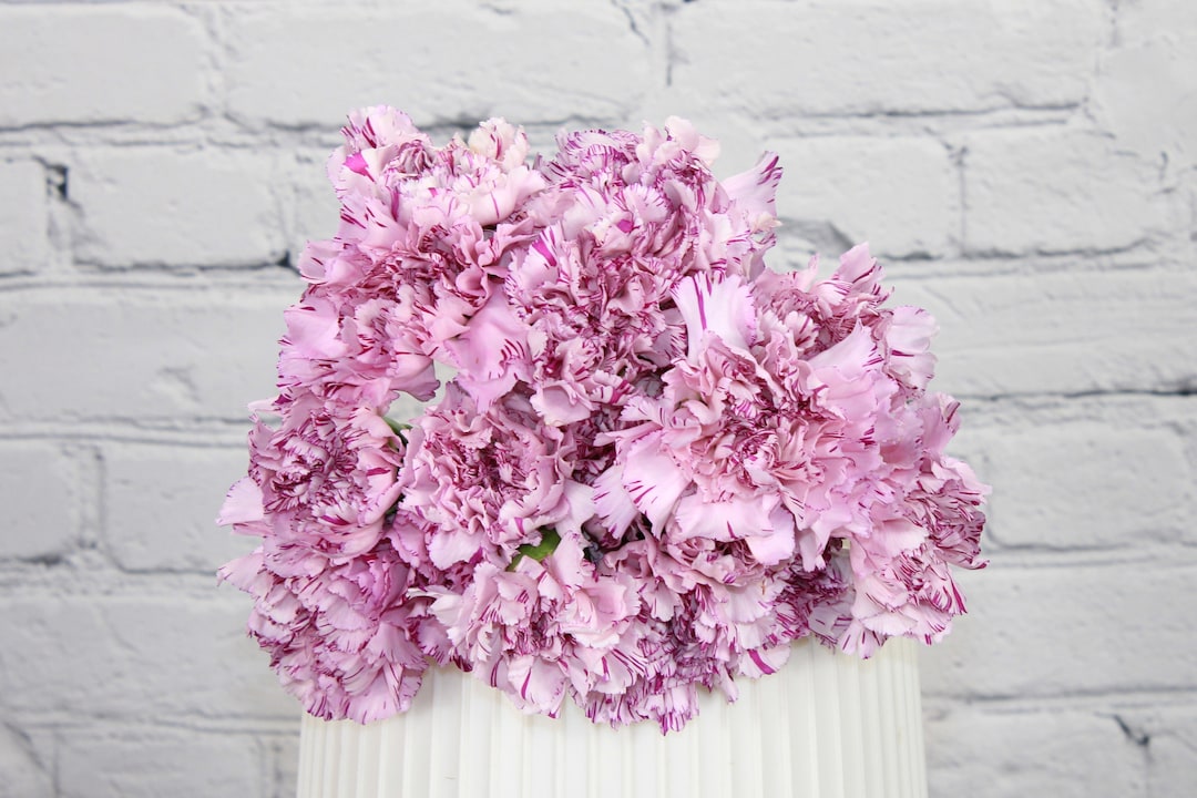 Fresh & Natural Carnation | Purple Bicolor - Etsy