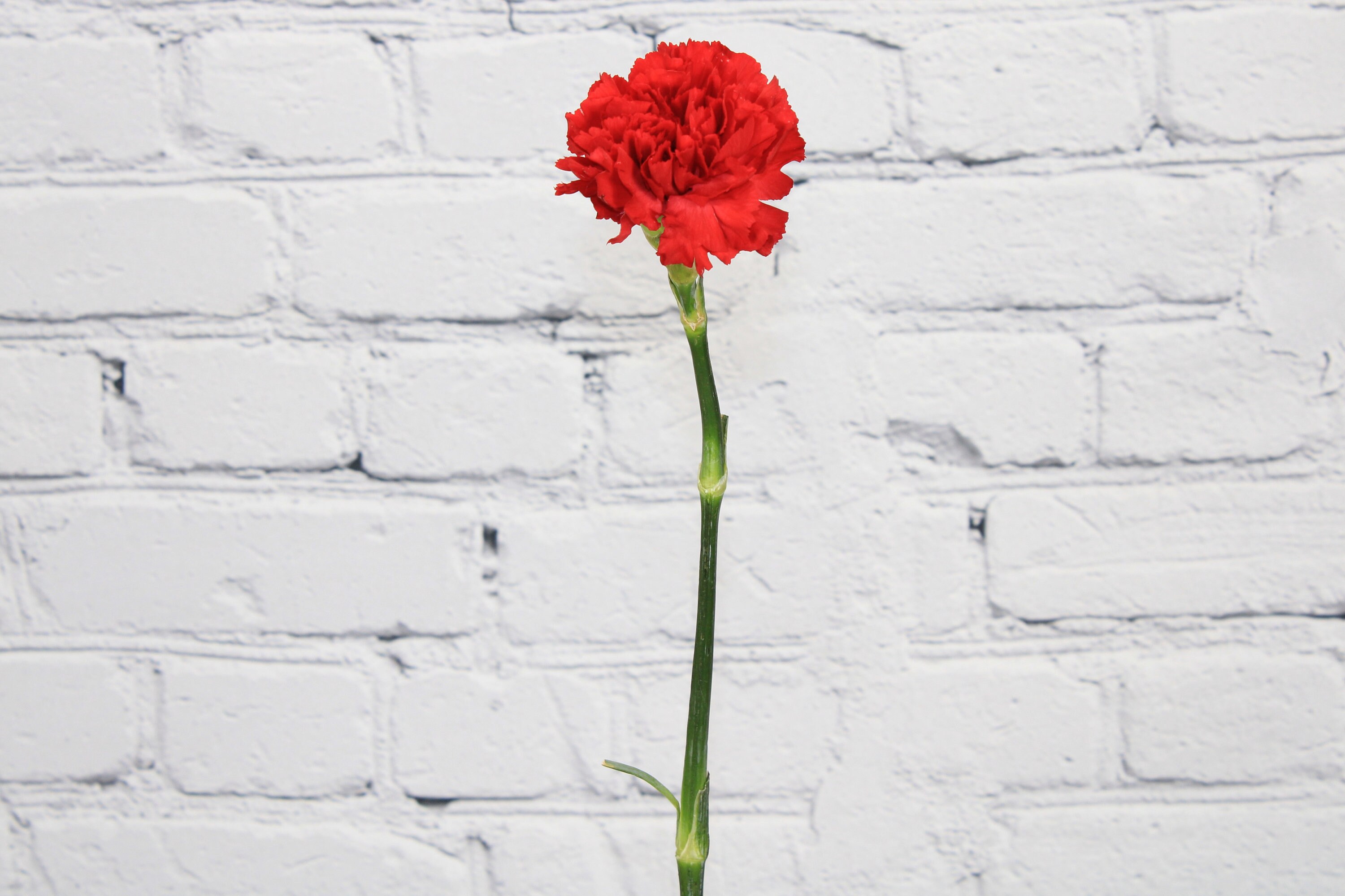 1 Bunch 25 Stems Fresh & Natural Carnation Red - Etsy