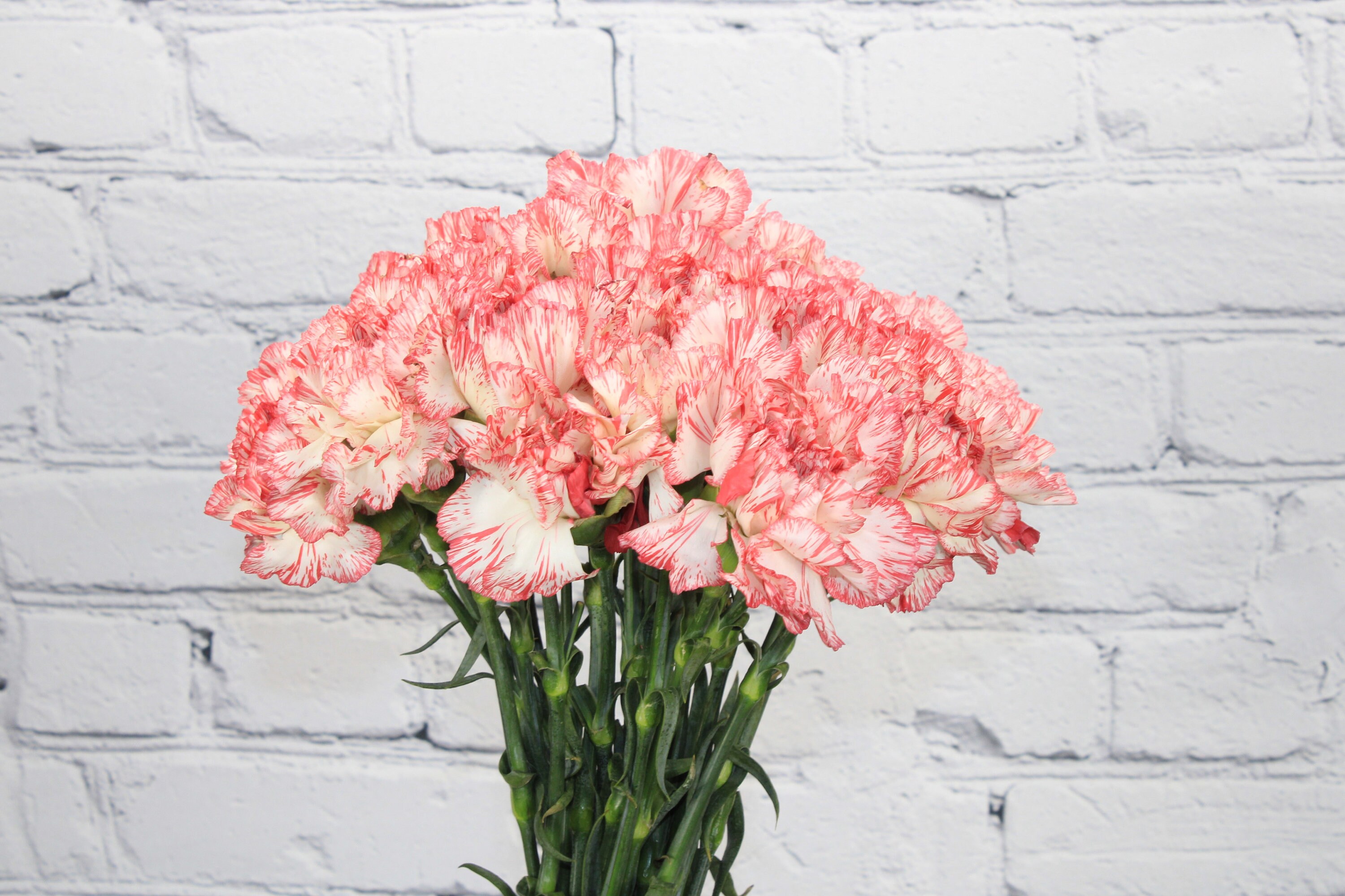 Fresh & Natural Carnation | White Red Bicolor - Etsy
