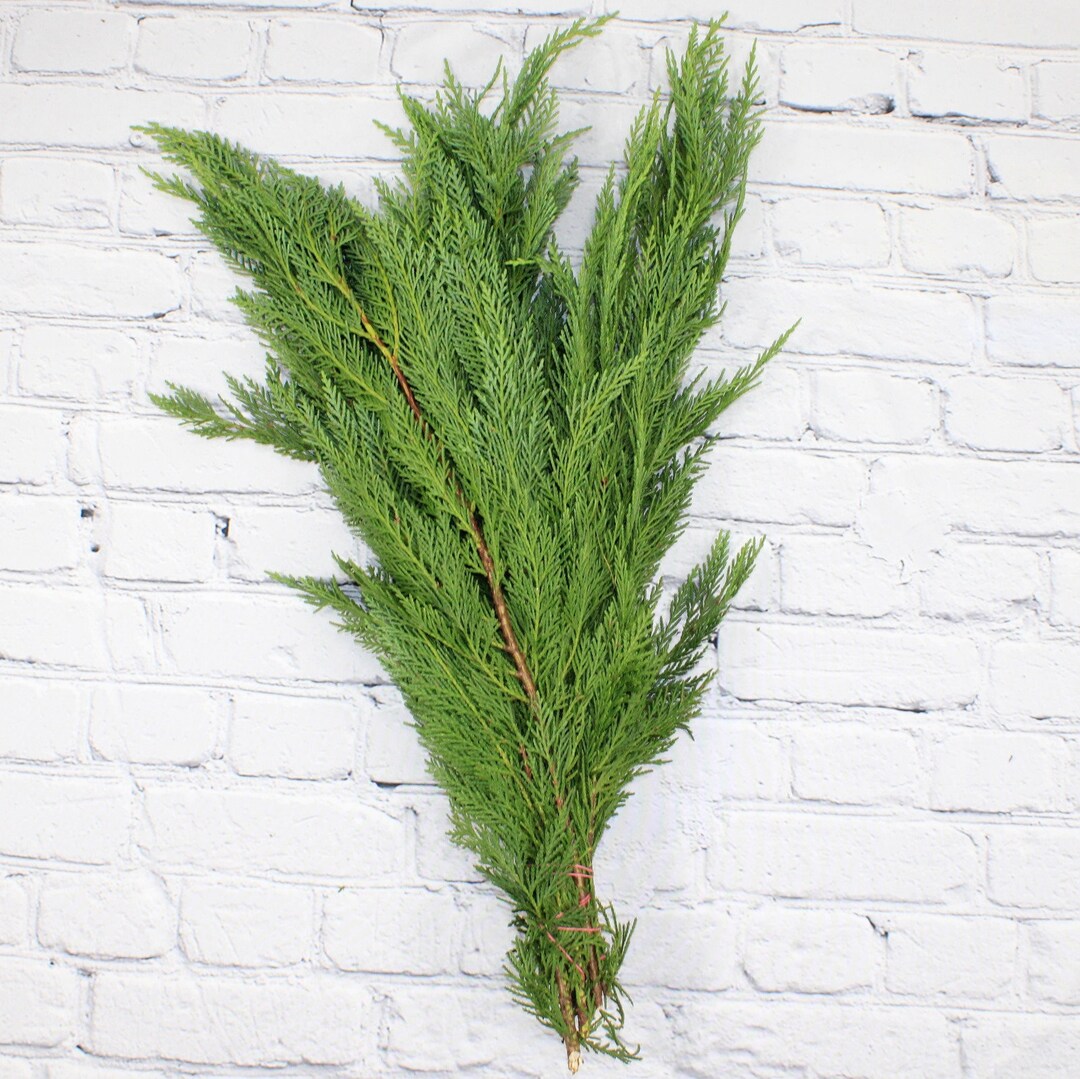 Fresh & Natural Leyland Cedar - Etsy