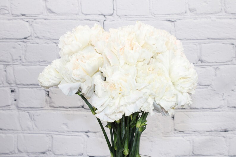 Fresh & Natural Carnation | White - Etsy