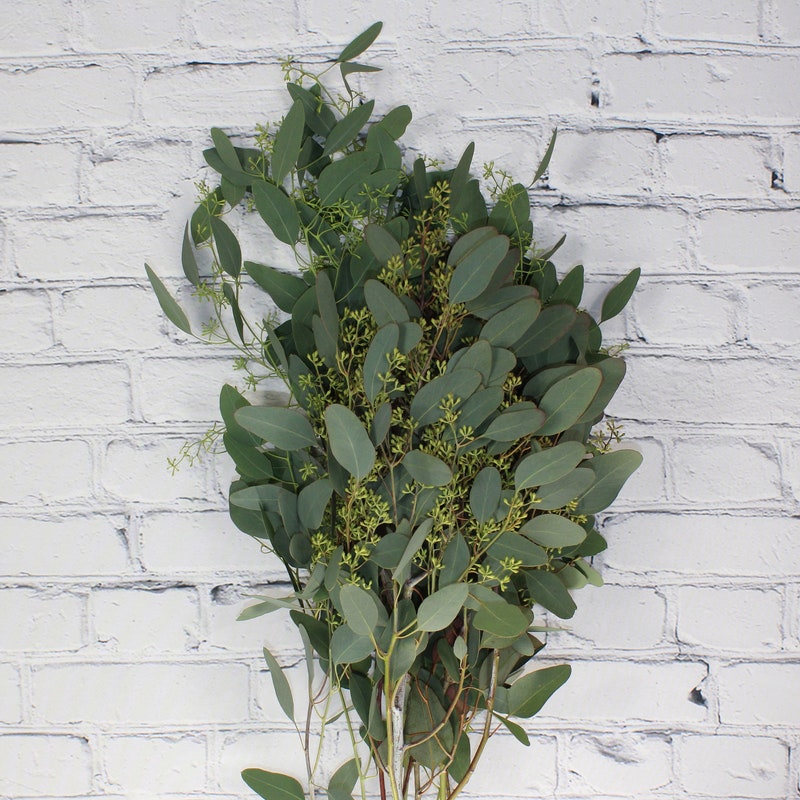 Seeded Eucalyptus - Etsy