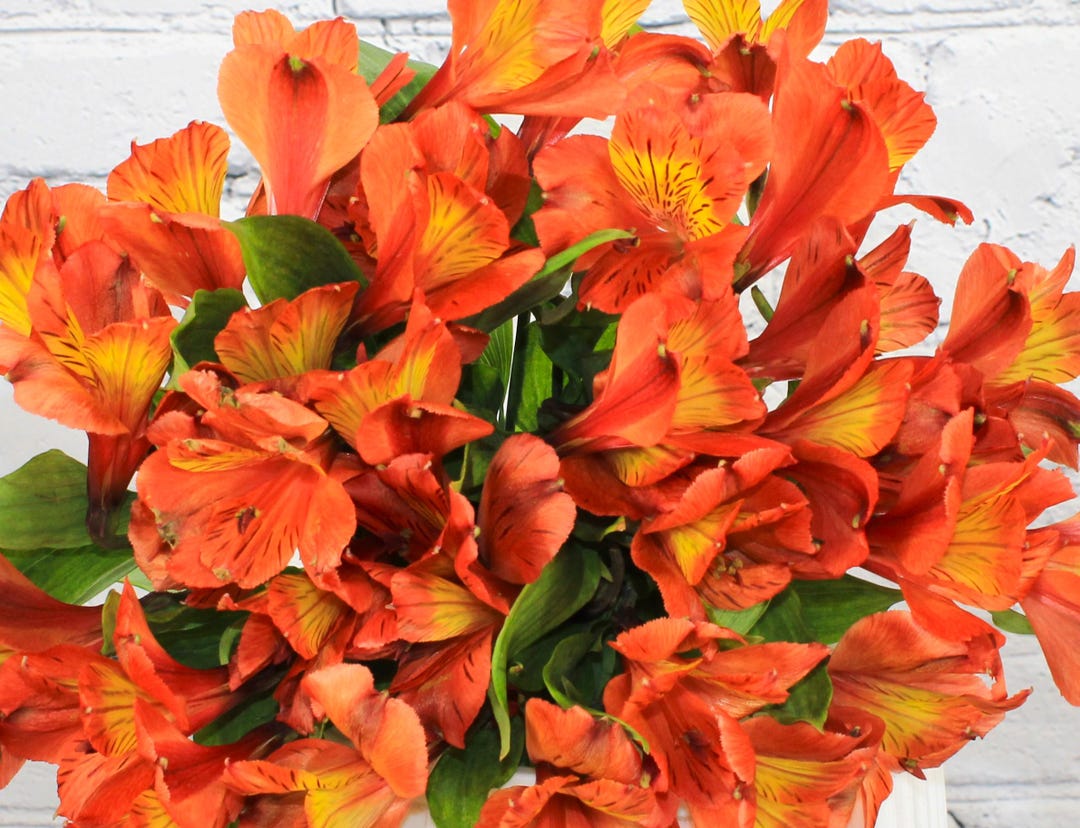 Fresh & Natural Alstroemeria - Orange - Etsy