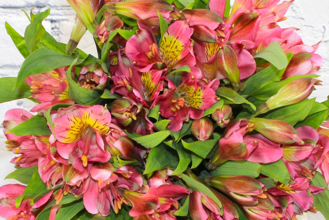 Fresh & Natural Alstroemeria - Pink - Etsy