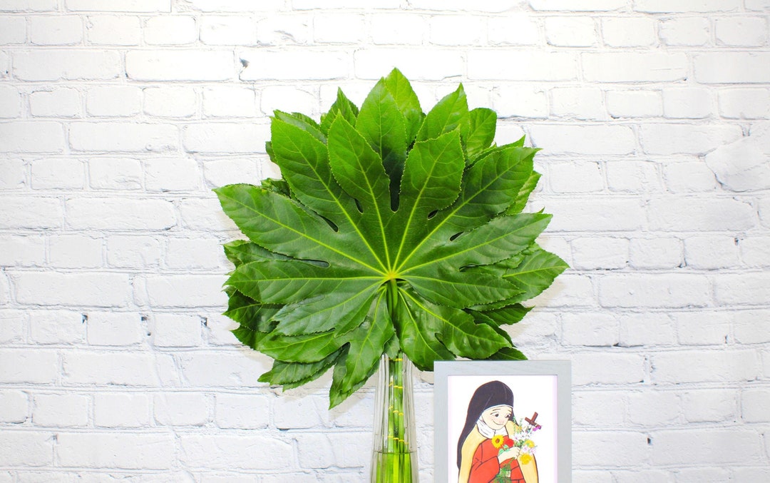 Fresh & Natural Aralia Leaf - Etsy
