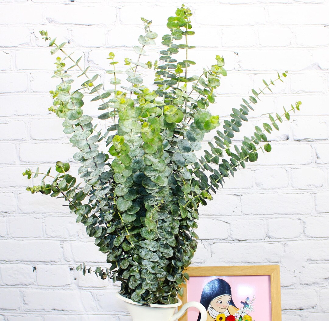 Fresh & Natural Baby Blue Eucalyptus - Etsy