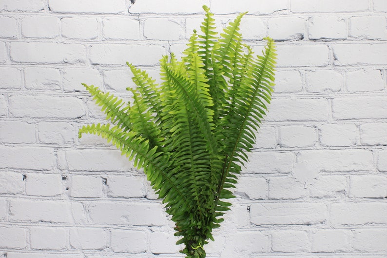 Fresh & Natural Sword Fern - Etsy