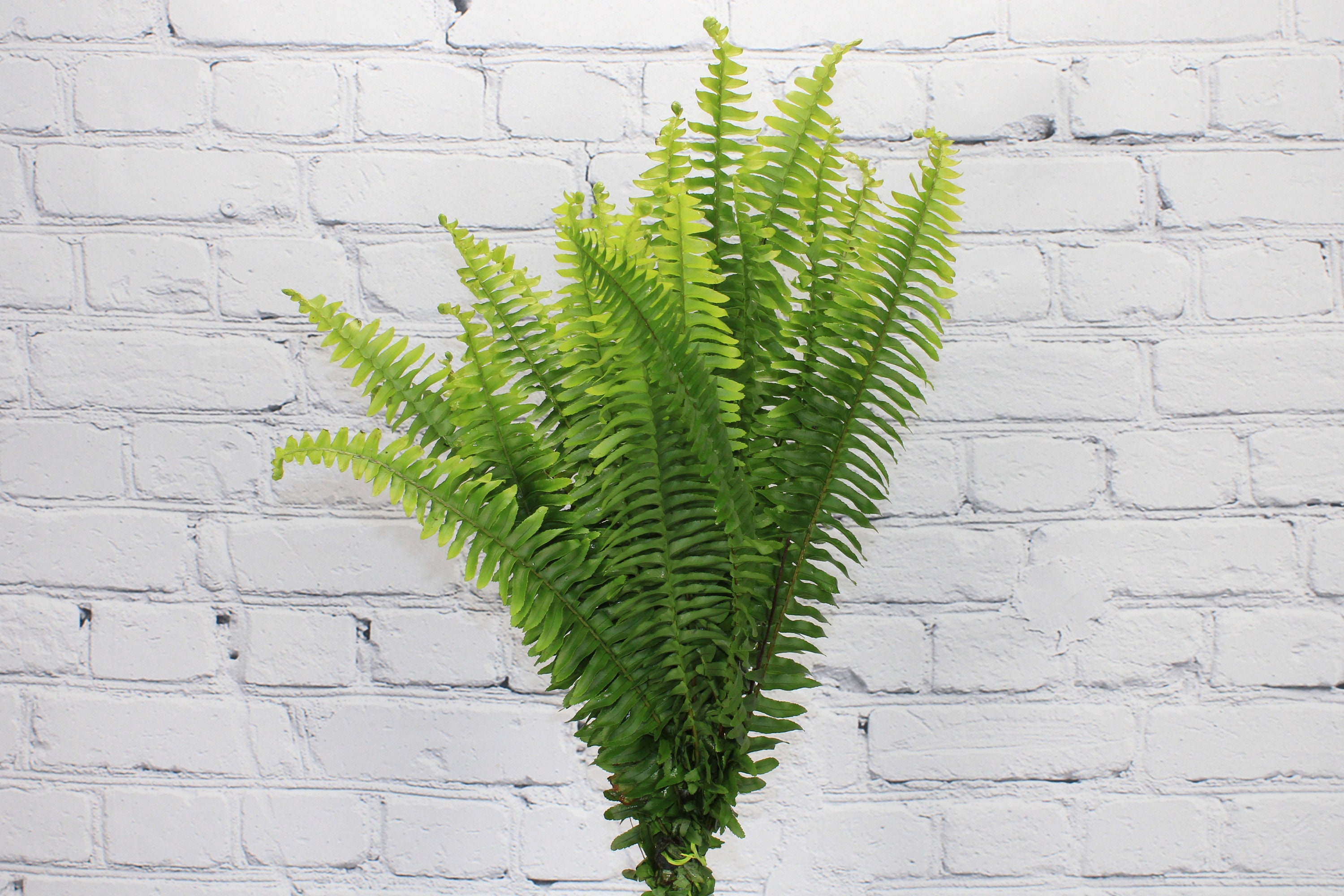1 Bunch 10 Stems Fresh & Natural Sword Fern - Etsy