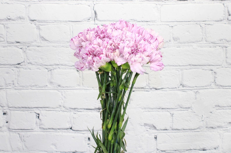 25 Stems Fresh & Natural Carnation Bicolor Purple - Etsy