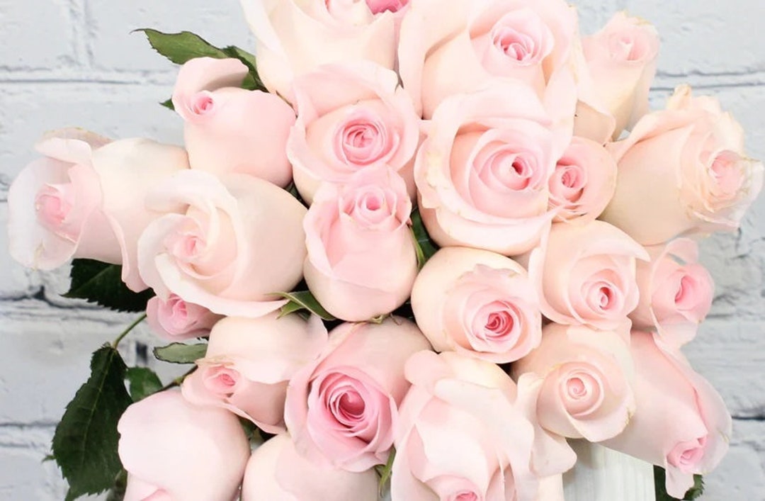 1 Bunch 25 Stems Fresh & Natural Rose Light Pink - Etsy