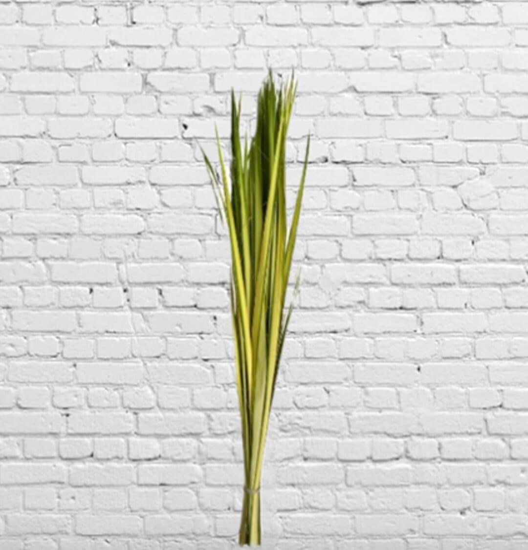 PALM SUNDAY **palm Strips** - Etsy