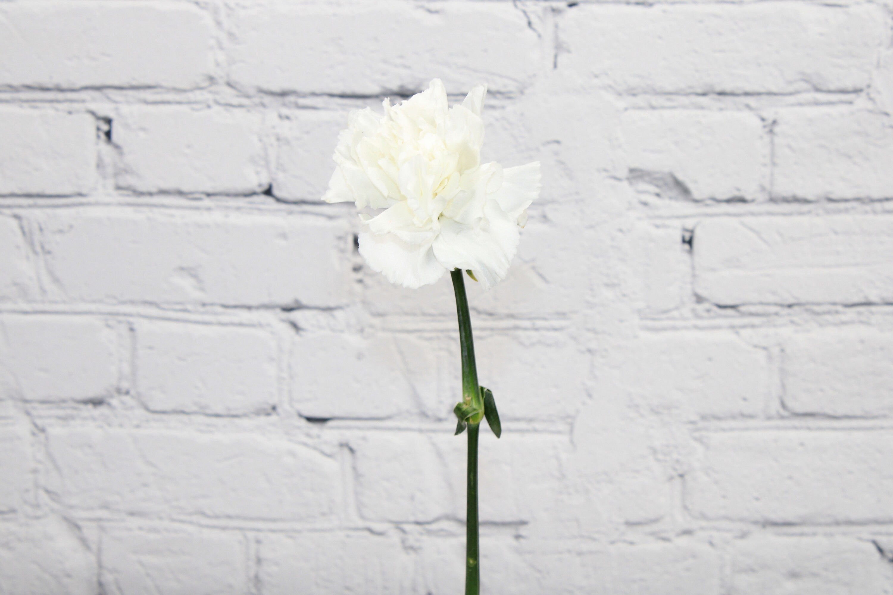 1 Bunch 25 Stems Fresh & Natural Carnation White - Etsy