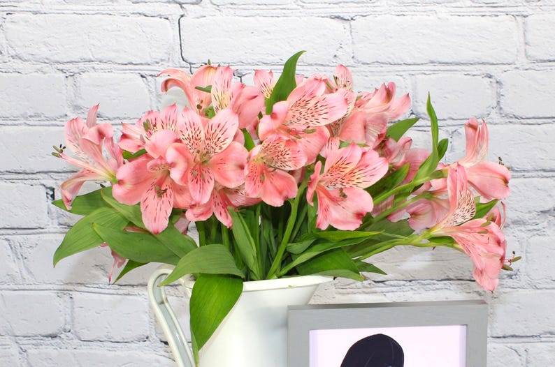 Fresh & Natural Alstroemeria - Light Pink - Etsy
