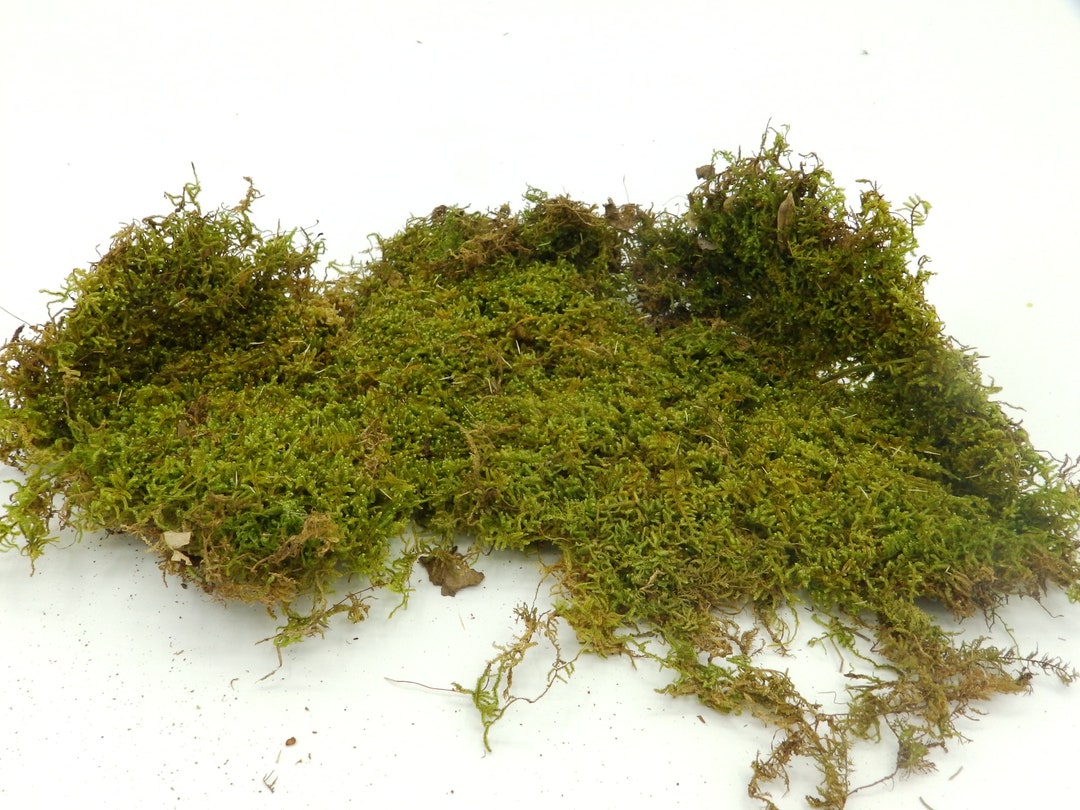 Fresh & Natural Sheet Moss - Etsy