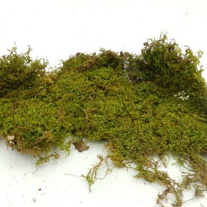 Fresh & Natural Sheet Moss - Etsy