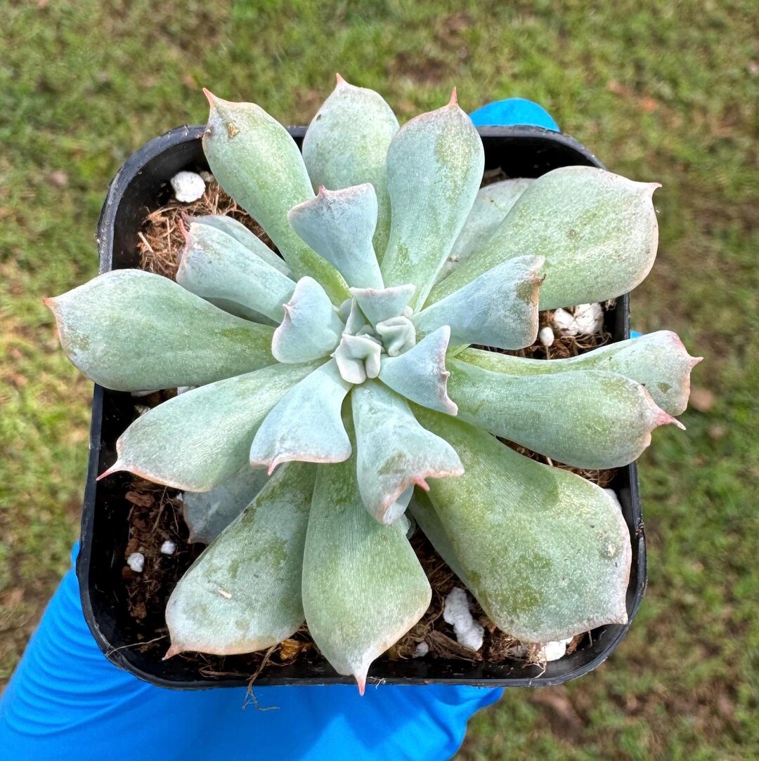 Echeveria Trumpet Pinky - Etsy