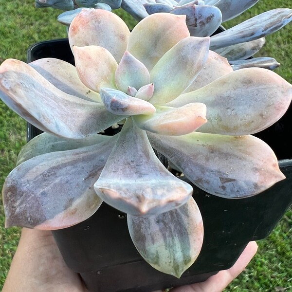 Superbum Succulent - Etsy