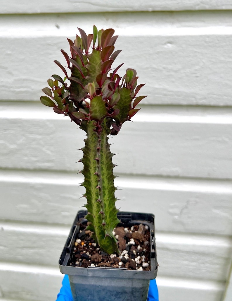 Red African Milk Tree/ Euphorbia Trigona CV. Royal Red Rubra - Etsy
