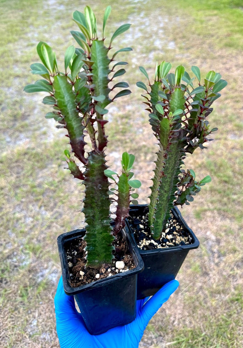 Red African Milk Tree/ Euphorbia Trigona CV. Royal Red Rubra - Etsy