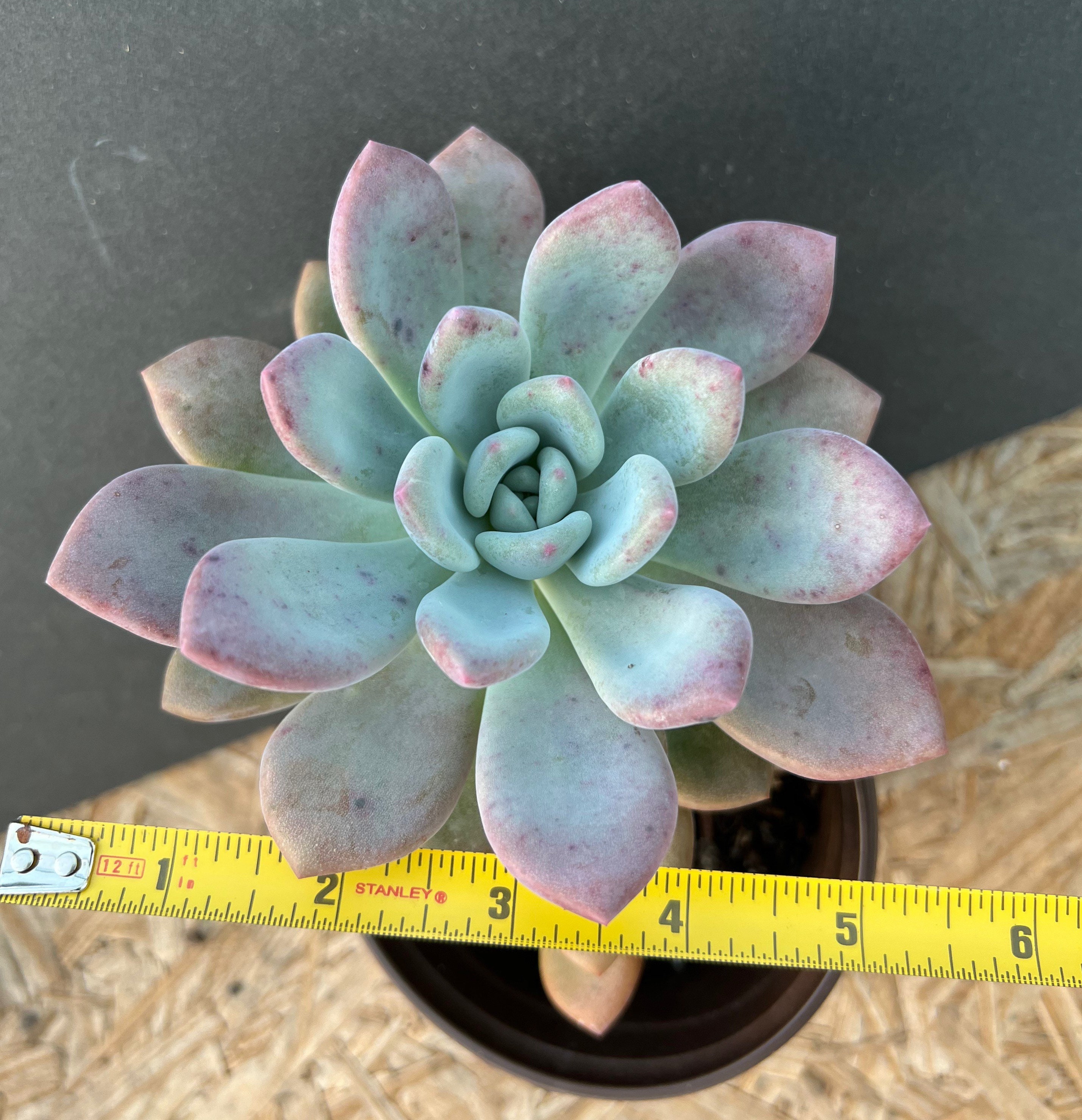 Large-graptoveria Opalina - Etsy