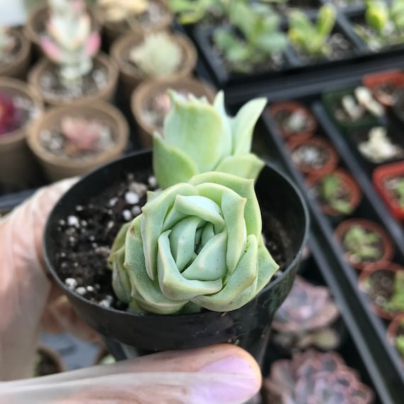 Graptoveria lovely Rose | Etsy
