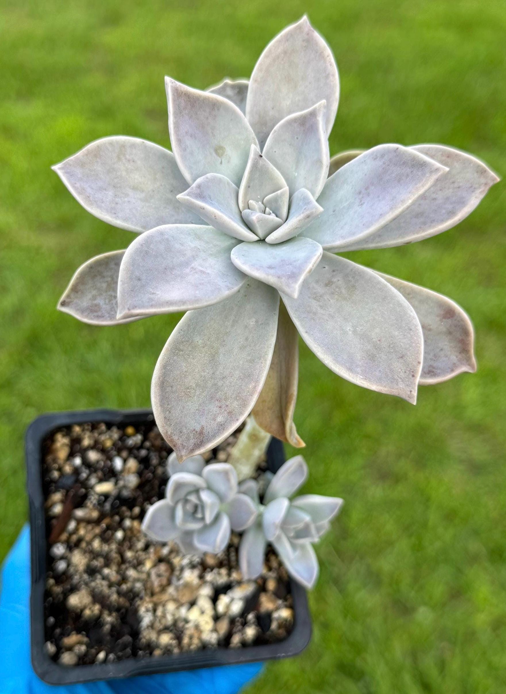 Graptopetalum Paraguayense/ Ghost Succulent - Etsy