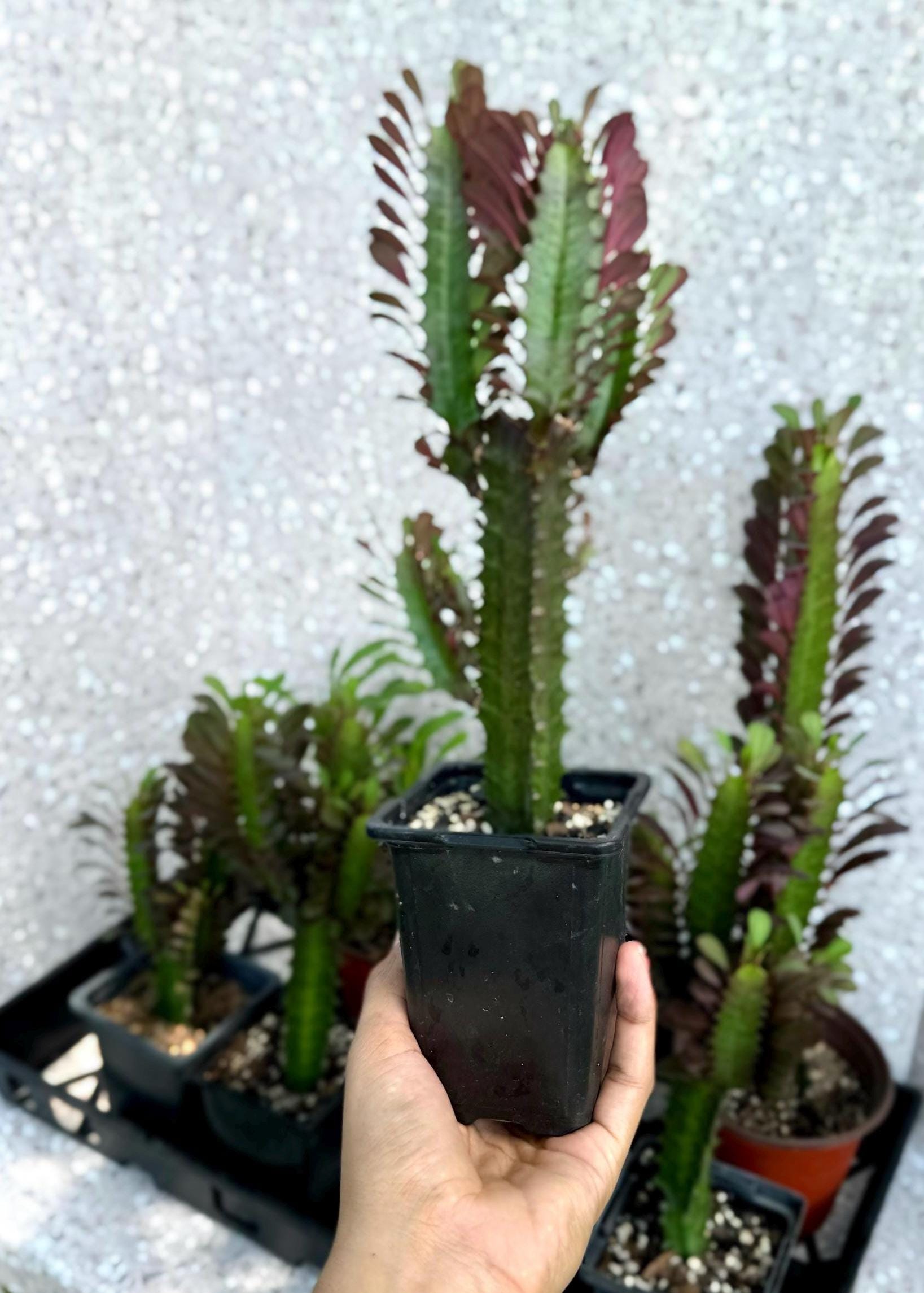 Red African Milk Tree/ Euphorbia Trigona CV. Royal Red Rubra - Etsy