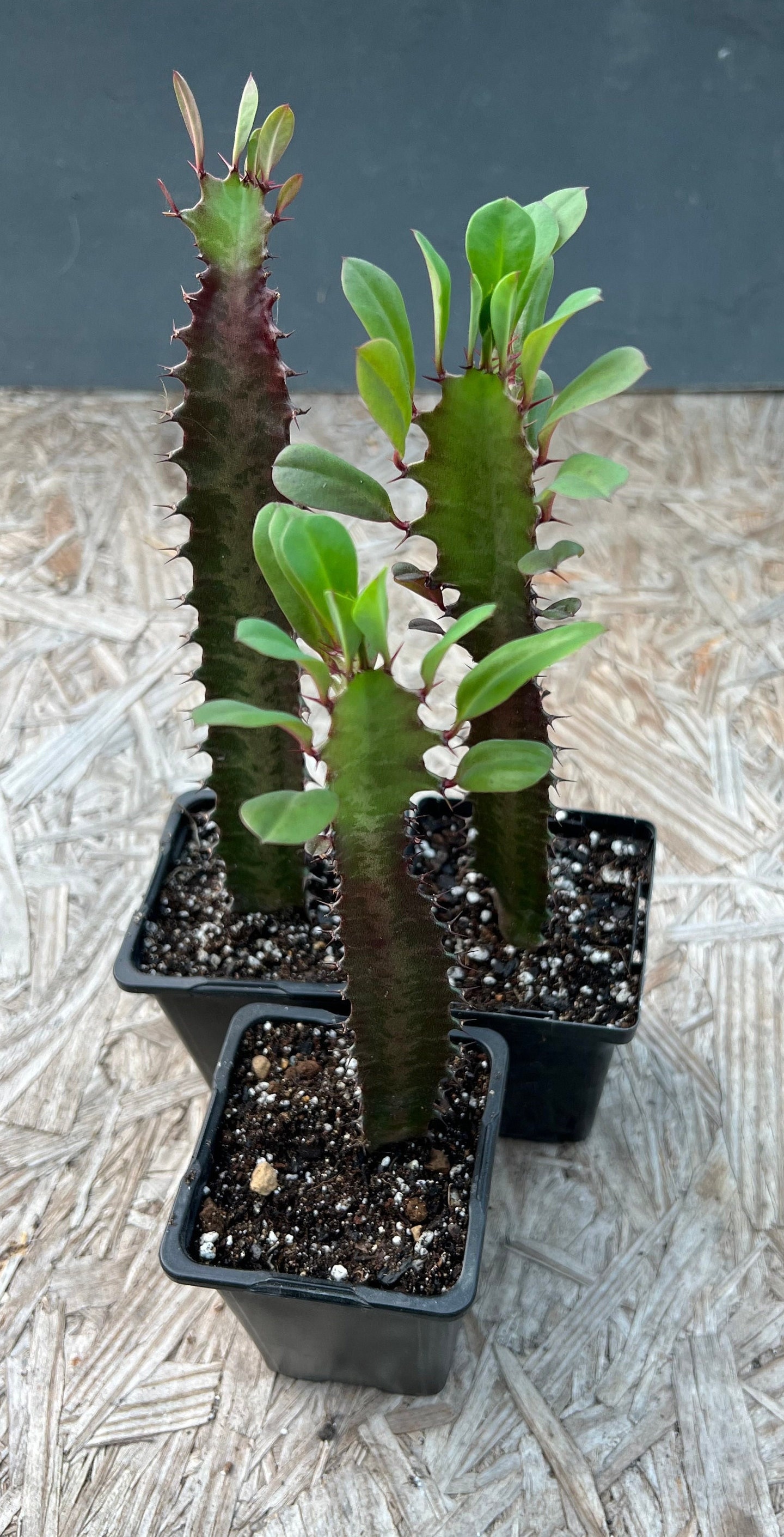Red African Milk Tree/ Euphorbia Trigona CV. Royal Red Rubra - Etsy