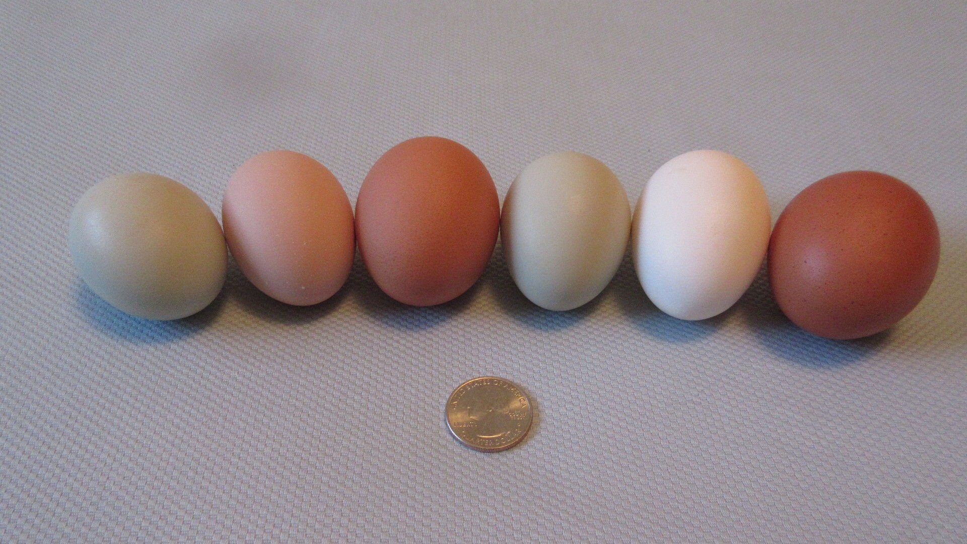 Set of Six Hand Blown, Family Farm-raised Single Hole Chicken Egg ...