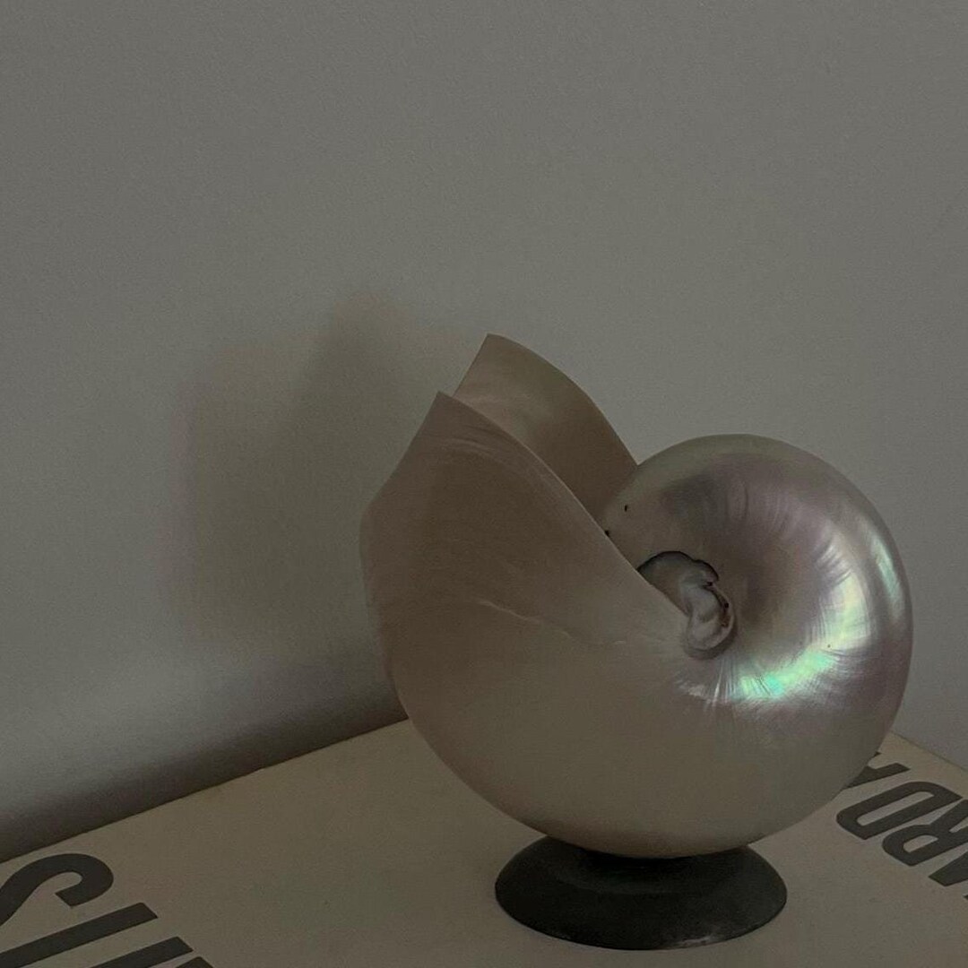 Vintage Pearl Nautilus Shell on Brass Base - Etsy