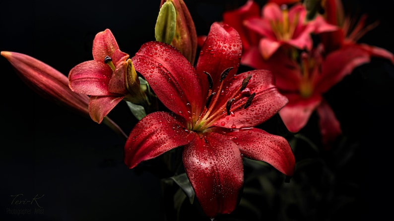 Samsung Frame TV, 16.9, Lily, Flower, Raindrop, Digital Art, Digital ...