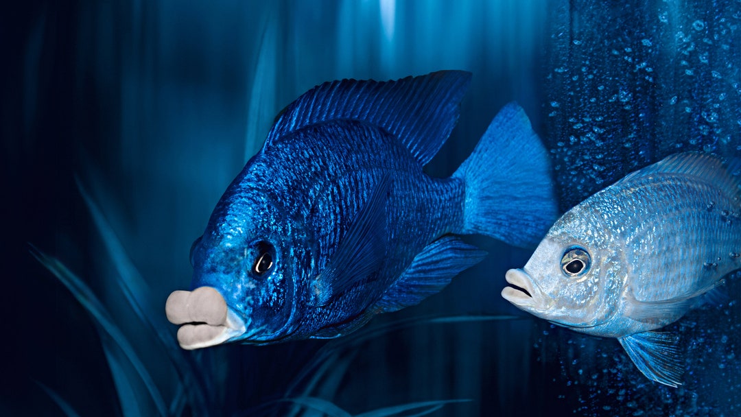 Samsung Frame TV, 16.9, Photography, Modoka, White Lips, Fish, Aquarium ...