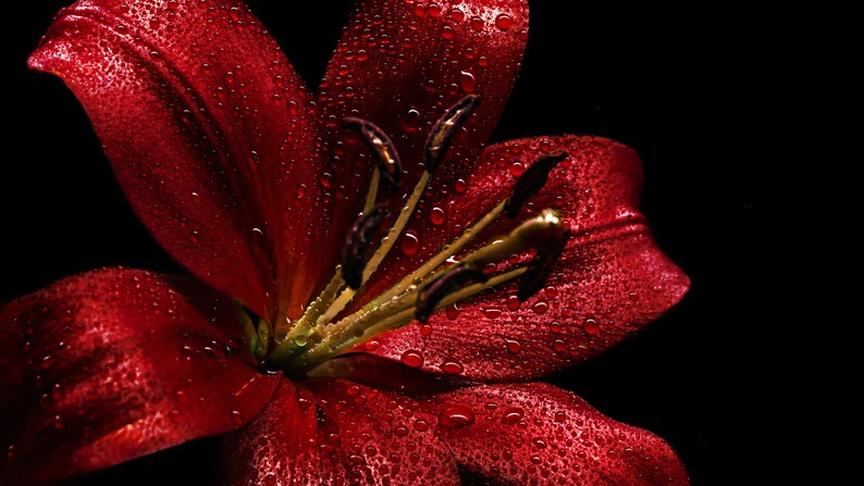 Samsung Frame TV, 16.9, Lily, Flower, Raindrop, Digital Art, Digital ...
