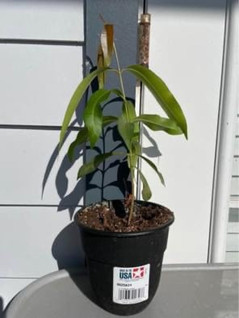 Jamun Plant java Plant, Malabar Plum - Etsy