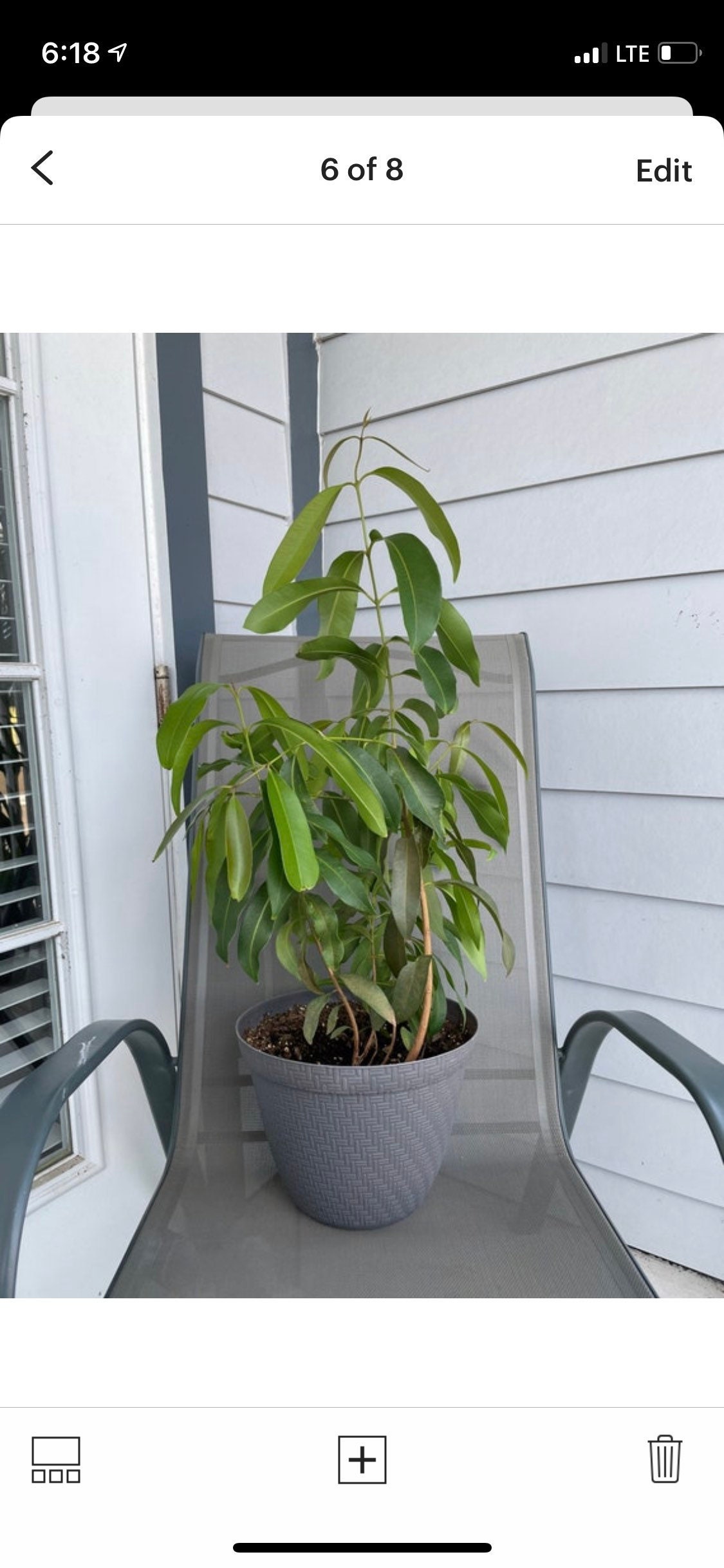 Jamun Plant java Plant, Malabar Plum - Etsy